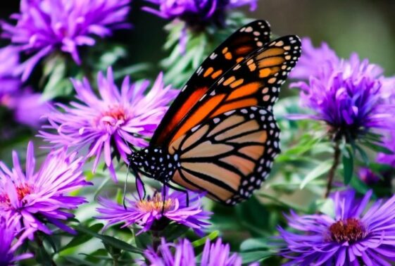 15 of the World’s Most Beautiful Butterflies - Housely