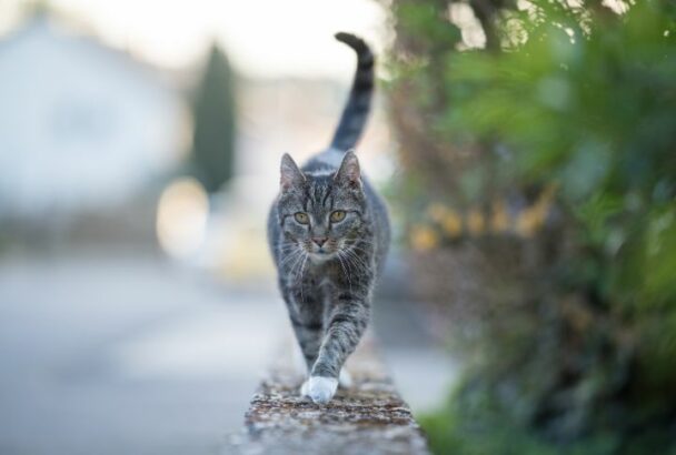 15 Tips To Keep Your Outdoor Cats Safe - Housely
