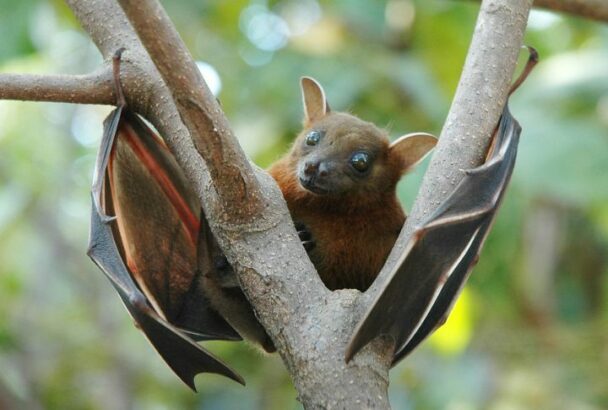 15 Facts About Bats That Make Them Unique - Housely