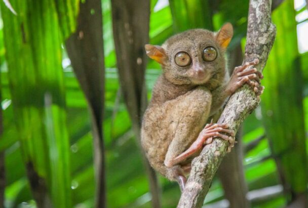 15 Most Unusual Rainforest Creatures - Housely