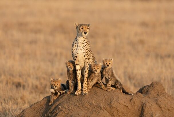 15 Things You May Not Have Known About Cheetahs - Housely
