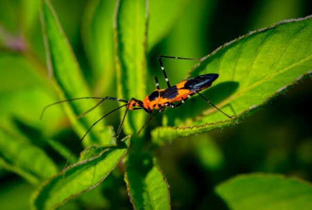 Top 20 Deadly Insects Found in the United States - Housely