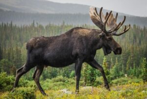 15 Most Dangerous Animals In North America - Housely