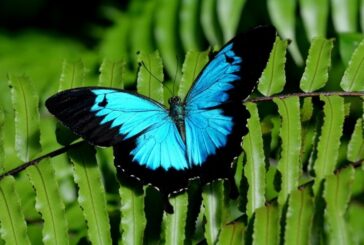 15 of the World’s Most Beautiful Butterflies - Housely