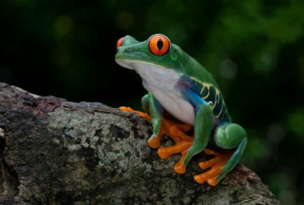 15 Most Unusual Rainforest Creatures - Housely