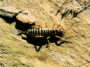 20 Animals That Can Survive in Extreme Environments - Housely
