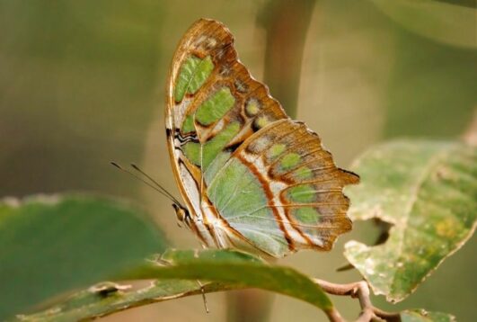 15 of the World’s Most Beautiful Butterflies - Housely
