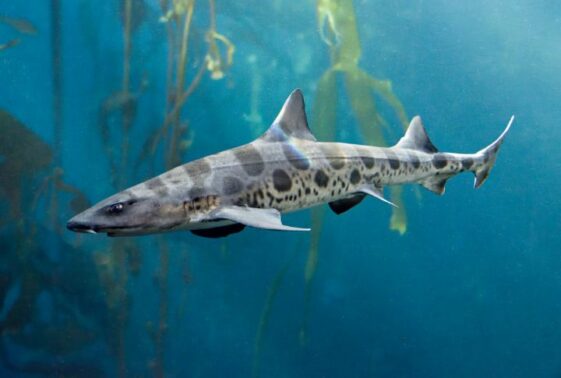 The 15 Weirdest Shark Species In The World - Housely
