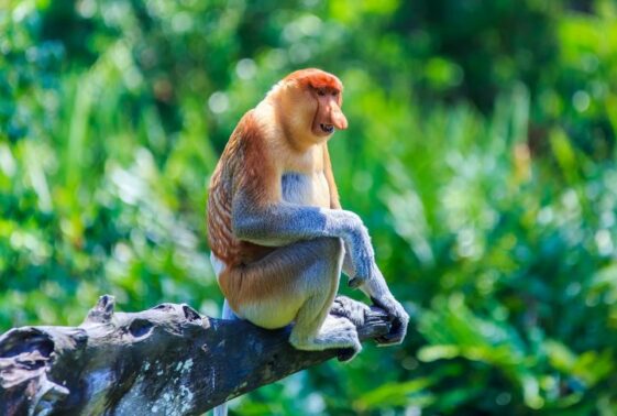 15 Most Unusual Rainforest Creatures - Housely