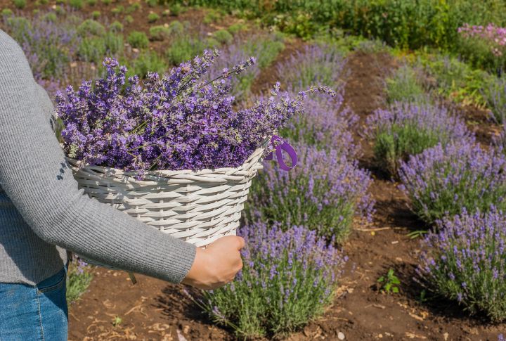 15 Tips for Growing Lavender to Create a Delightfully Fragrant Garden ...
