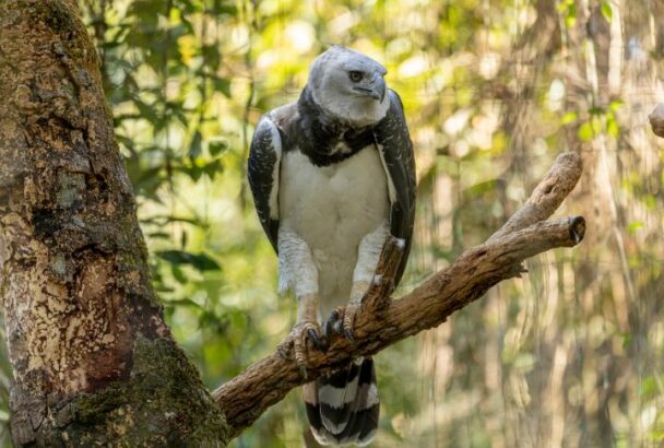 15 Most Unusual Rainforest Creatures - Housely