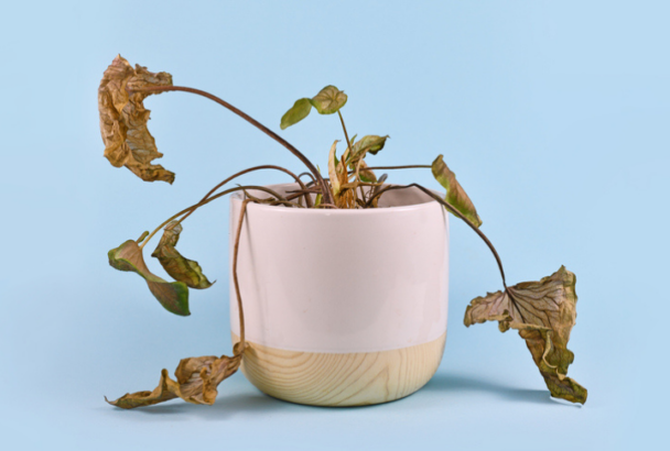 15 Signs You're Overwatering Your Plants - Housely