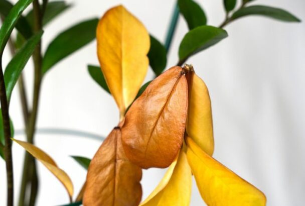 15 Surprising Reasons Behind Yellowing Leaves - Housely