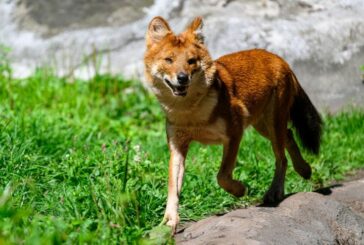 13 Dog Breeds That Look Like Foxes - Housely