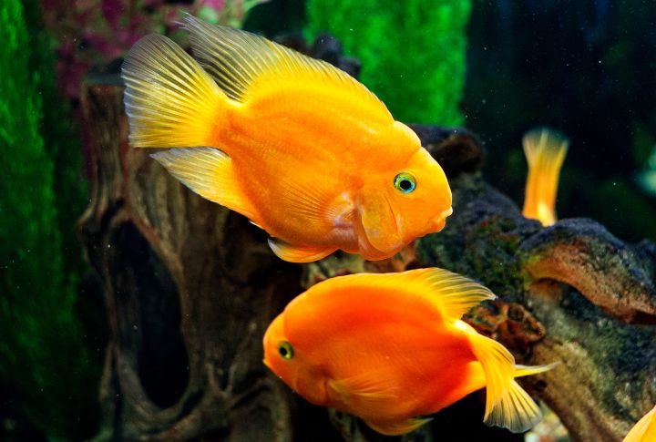 America's 15 Most Fascinating Freshwater Fish - Housely