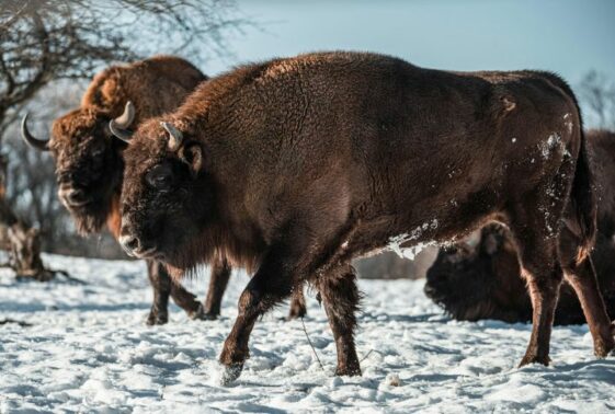 15 Fascinating Insights Into the Life of the American Bison - Housely