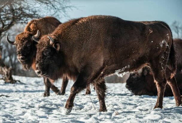 15 Fascinating Insights Into the Life of the American Bison - Housely