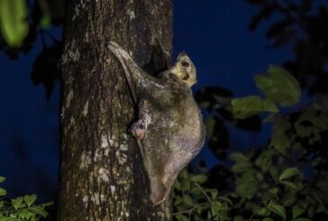 15 Most Unusual Rainforest Creatures - Housely