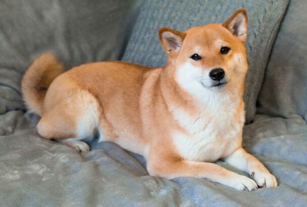 13 Dog Breeds That Look Like Foxes - Housely