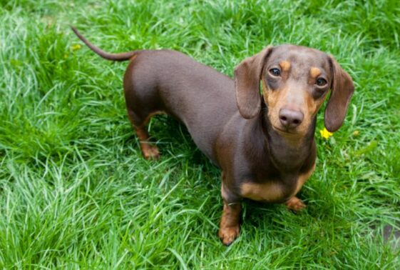 15 Adorable Dogs with Short Legs and Big Hearts - Housely