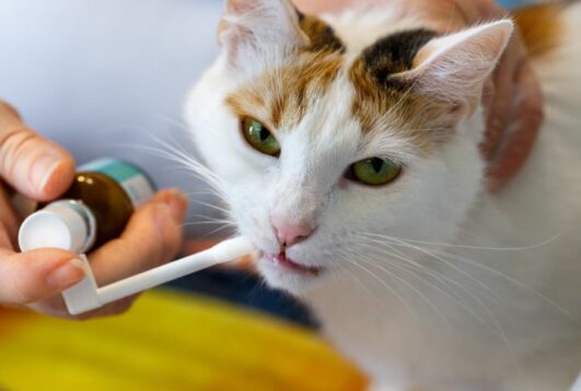 Everything You Need to Know About Tooth Resorption in Cats - Housely