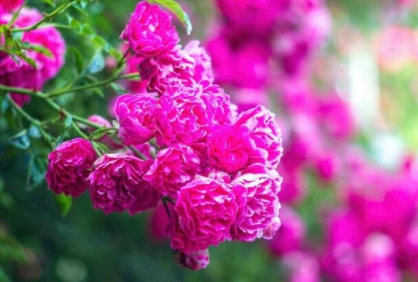 15 Stunning Rose Types to Elevate Your Garden - Housely