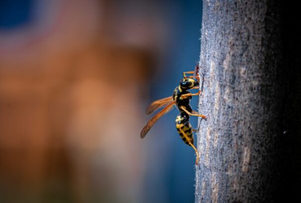 8 Unexpected Hummingbird Predators - Housely