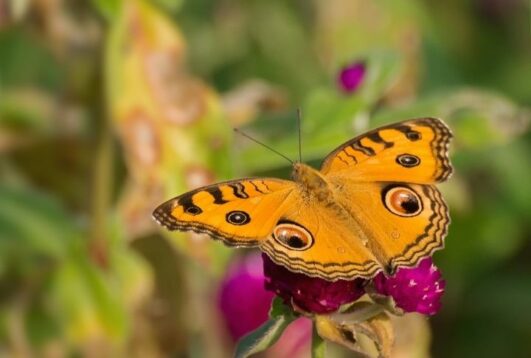 15 of the World’s Most Beautiful Butterflies - Housely