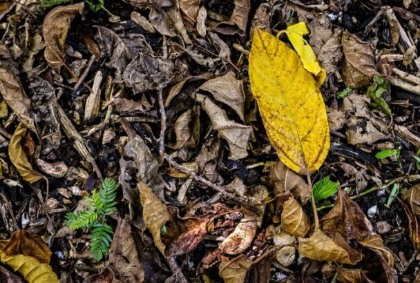 15 Reasons Why Your Lawn Thrives Without Leaf Raking - Housely