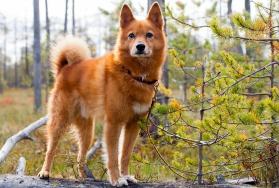 13 Dog Breeds That Look Like Foxes - Housely