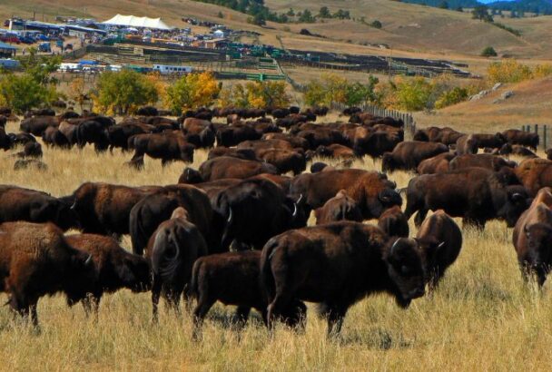 15 Fascinating Insights Into the Life of the American Bison - Housely