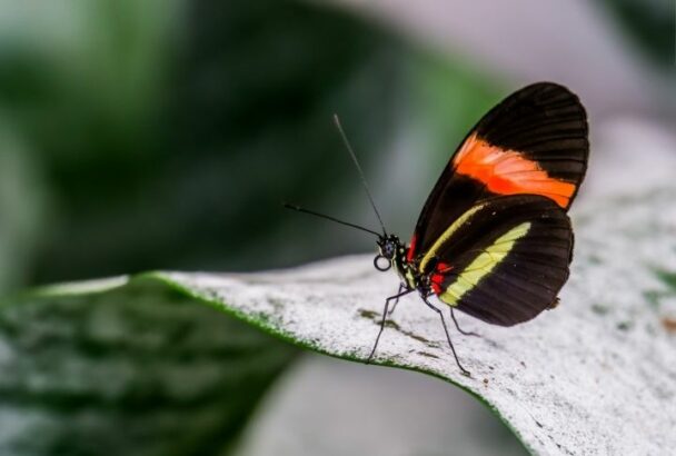 15 of the World’s Most Beautiful Butterflies - Housely