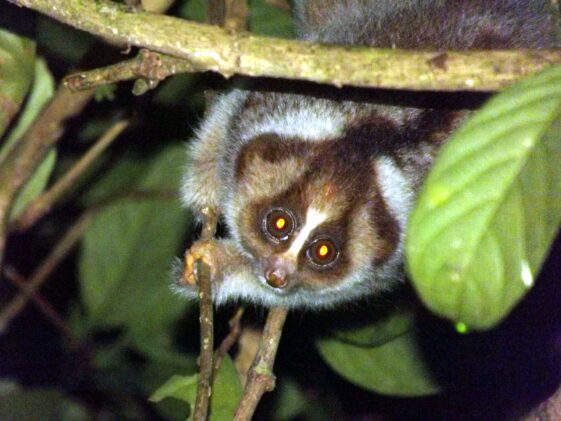 12 of the Cutest Animals And Why Humans Love Them - Housely