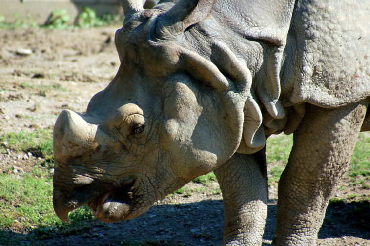 10 Animals That Are Going Extinct - Housely