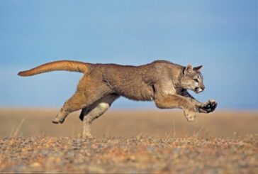 15 Most Dangerous Animals In North America - Housely