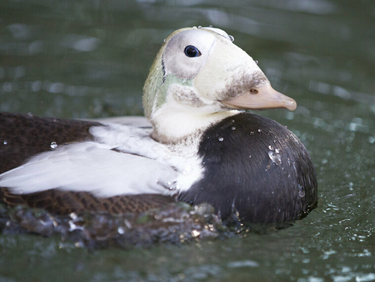 20 Animals That Can Survive in Extreme Environments - Housely