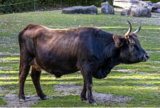 35 Extinct Creatures That Could Return Through De-extinction - Housely