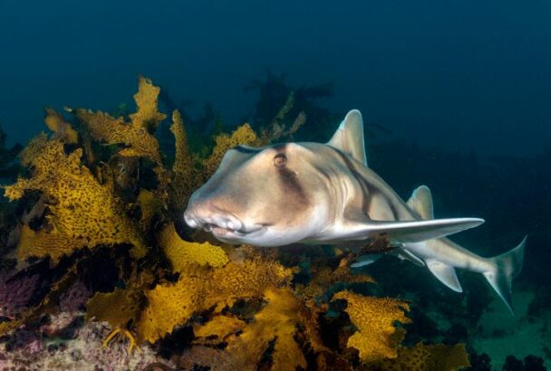 The 15 Weirdest Shark Species In The World - Housely