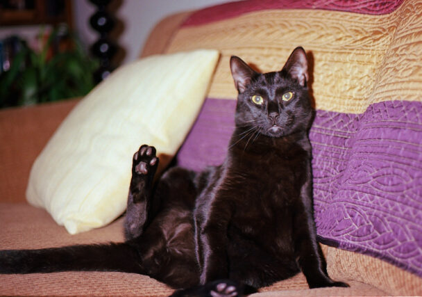 15 Worst Cat Breeds for First-Time Owners - Housely