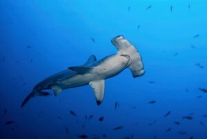 The 15 Weirdest Shark Species In The World - Housely