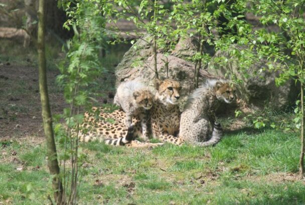 15 Things You May Not Have Known About Cheetahs - Housely
