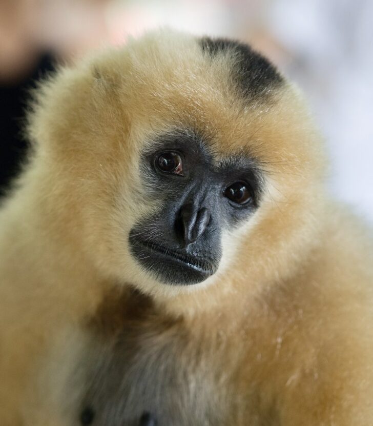 15 Rarest Animals on the Planet - Housely