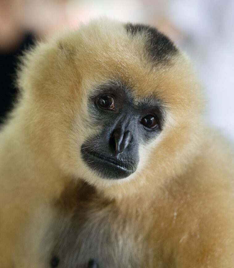15 Rarest Animals on the Planet - Housely