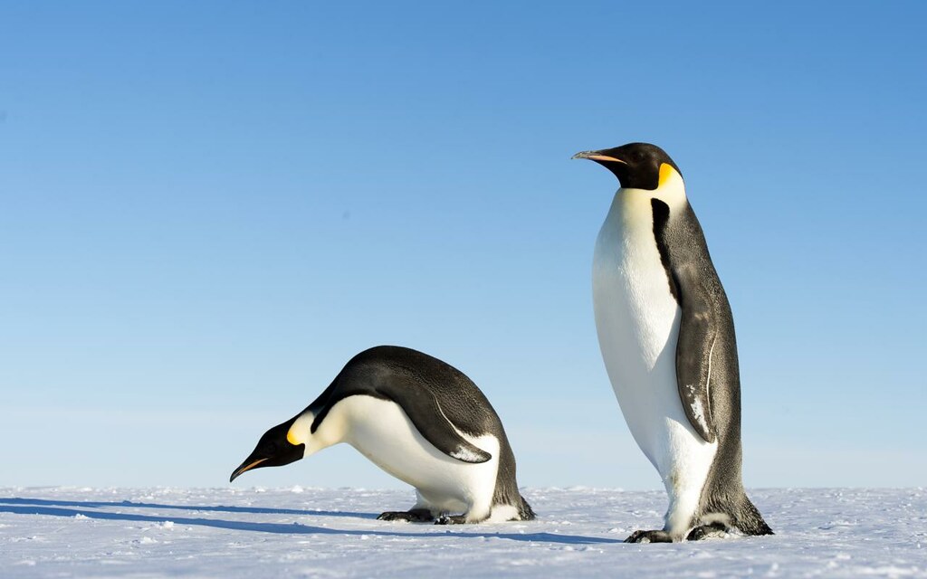 20 Animals That Can Survive in Extreme Environments - Housely