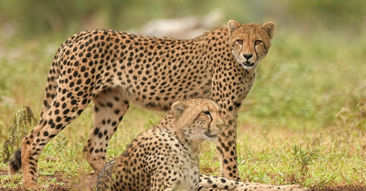 15 Things You May Not Have Known About Cheetahs - Housely