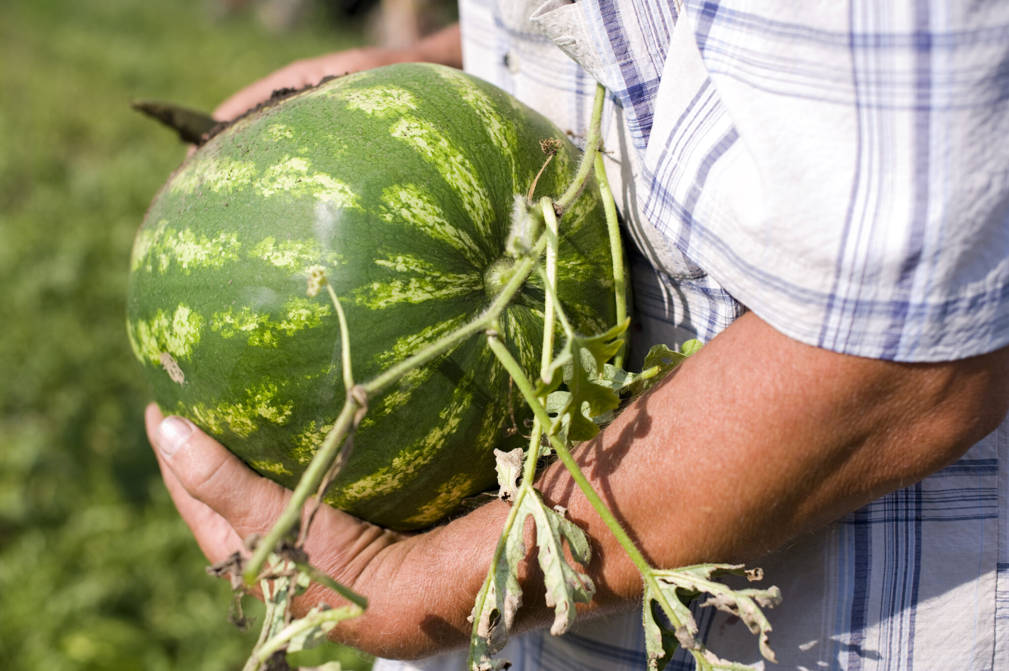 15 Simple Tips You Can Use for Melons and Vining Plants - Housely