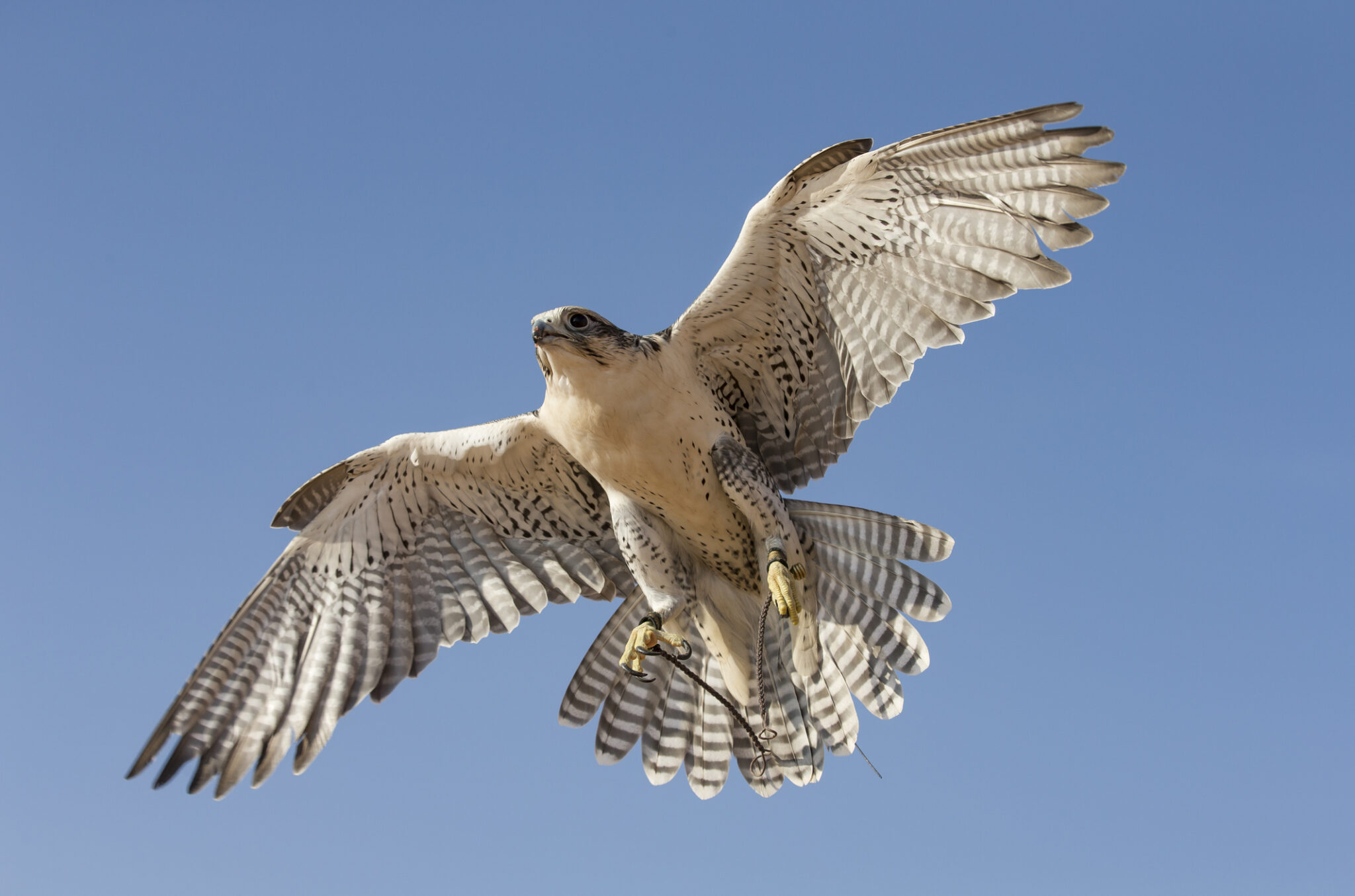 15 Animals That Leave The Fastest Cars in the Dust - Housely