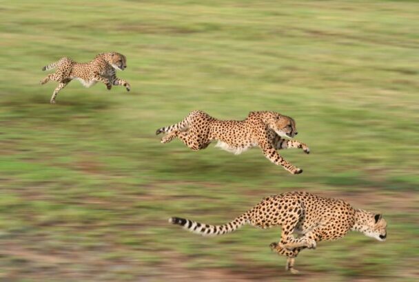 15 Things You May Not Have Known About Cheetahs - Housely