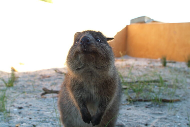 12 of the Cutest Animals And Why Humans Love Them - Housely