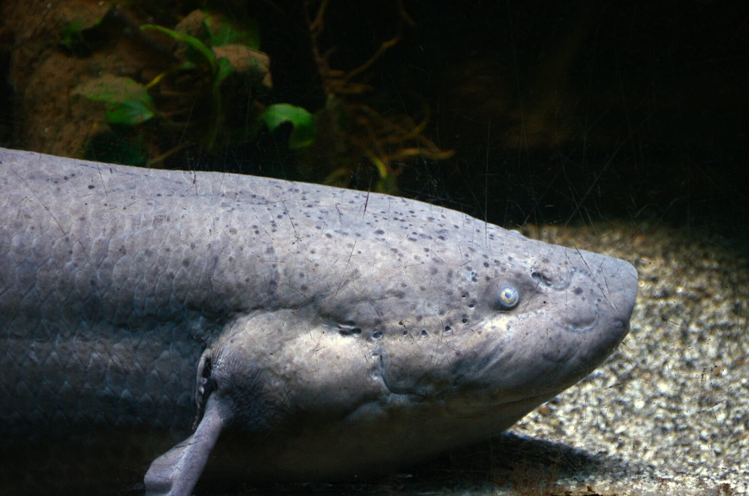 20 Animals That Can Survive in Extreme Environments - Housely